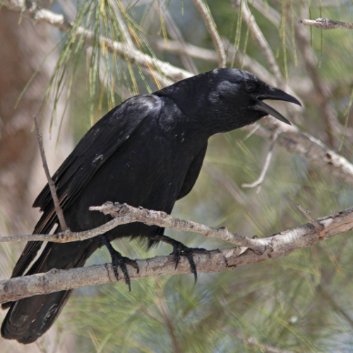 Fish Crow – fourthstreetpreserve.org